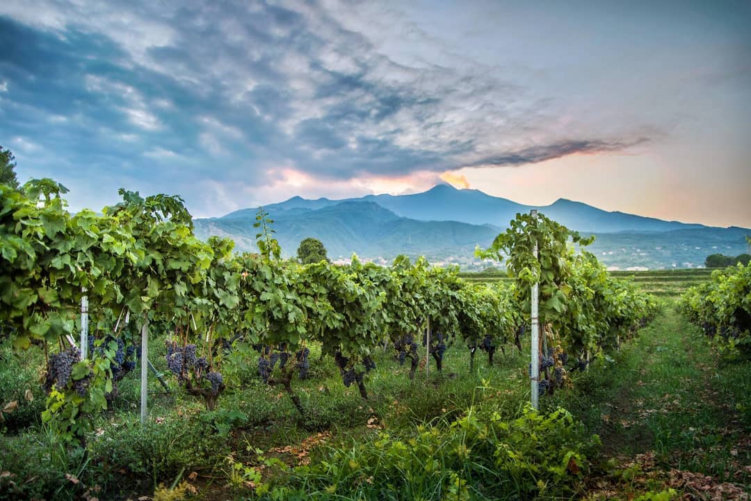 Hospitality | Cantine Murgo 1860