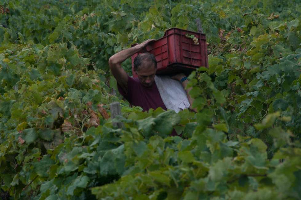 Produciamo Pregiati Vini Etna Doc e IGT | Cantine Murgo 1860