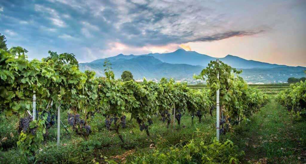 We produce fine Etna Doc Wines and IGT Wines | Murgo Winery 1860